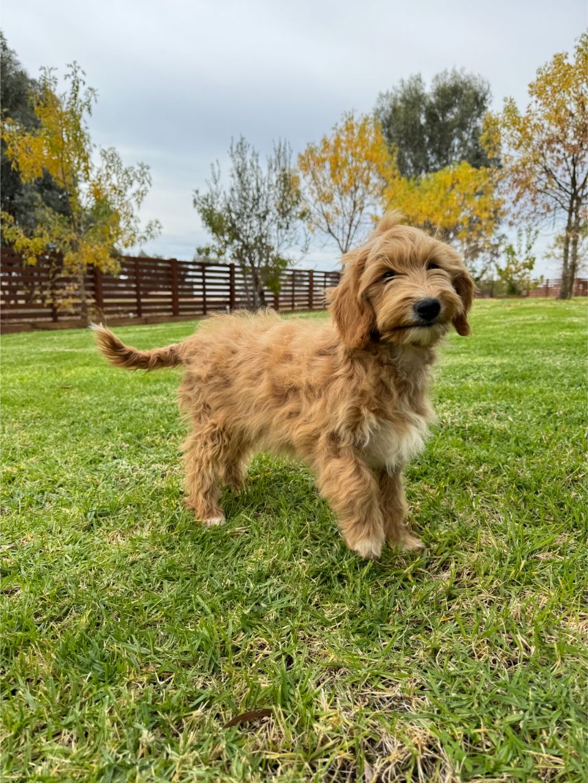 Medium Groodle Boy 5 | Domestic Animal | Ameys Puppies