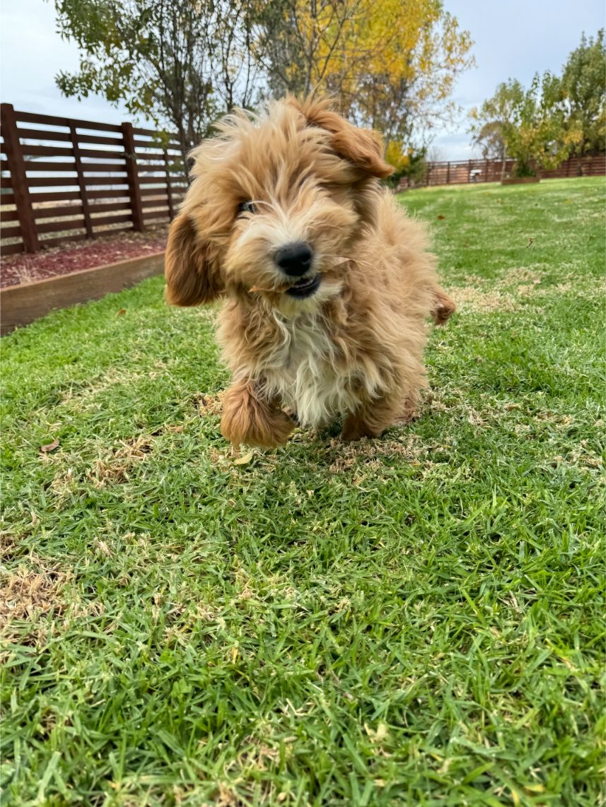 Medium Groodle Boy 5 | Domestic Animal | Ameys Puppies