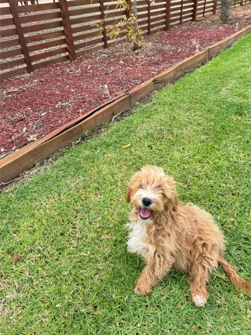 Medium Groodle Boy 5 | Domestic Animal | Ameys Puppies
