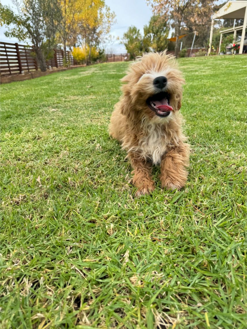 Medium Groodle Boy 5 | Domestic Animal | Ameys Puppies