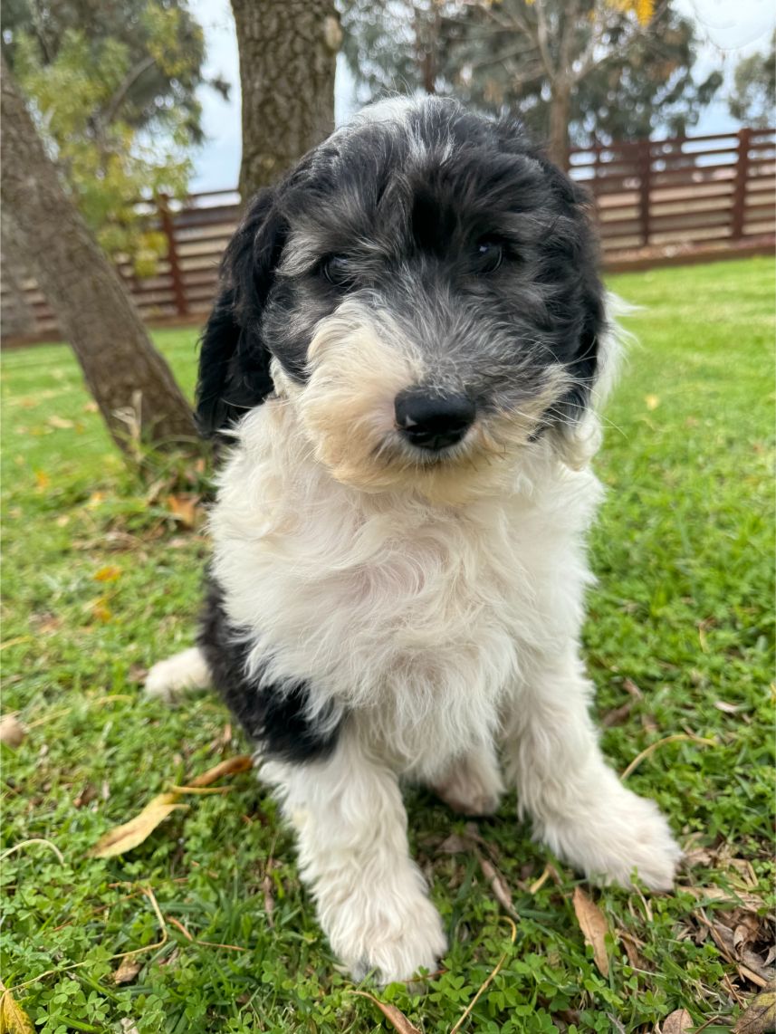 Sheepadoodle Boy 3 - SOLD | Domestic Animal | Ameys Puppies