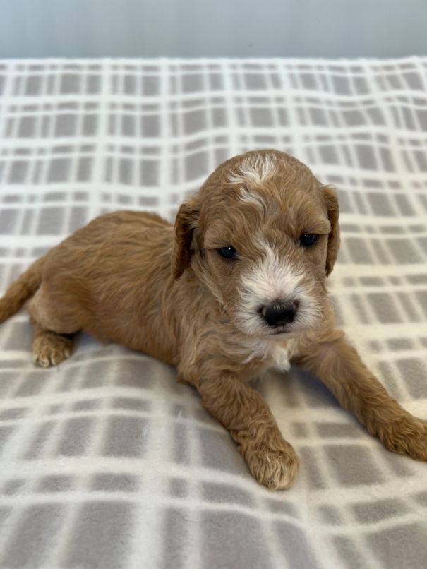 Medium Groodle Boy 5 | Domestic Animal | Ameys Puppies