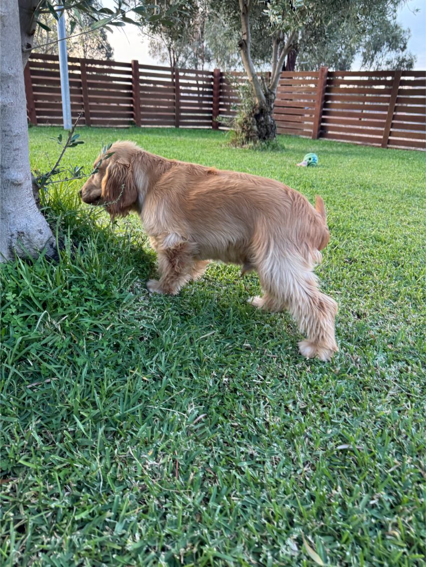 Cocker Spaniel Boy 1 | Domestic Animal | Ameys Puppies
