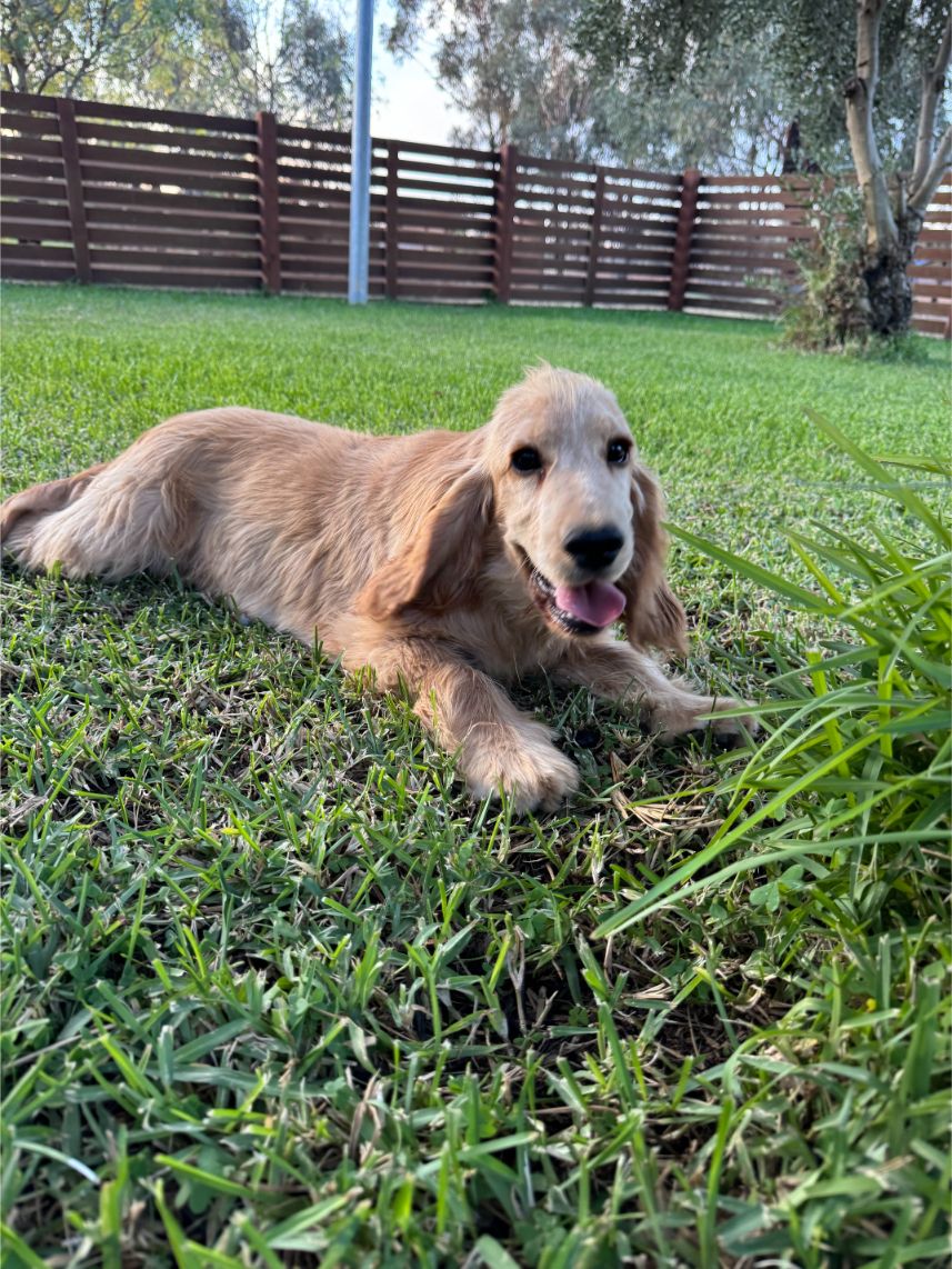 Cocker Spaniel Boy 1 | Domestic Animal | Ameys Puppies