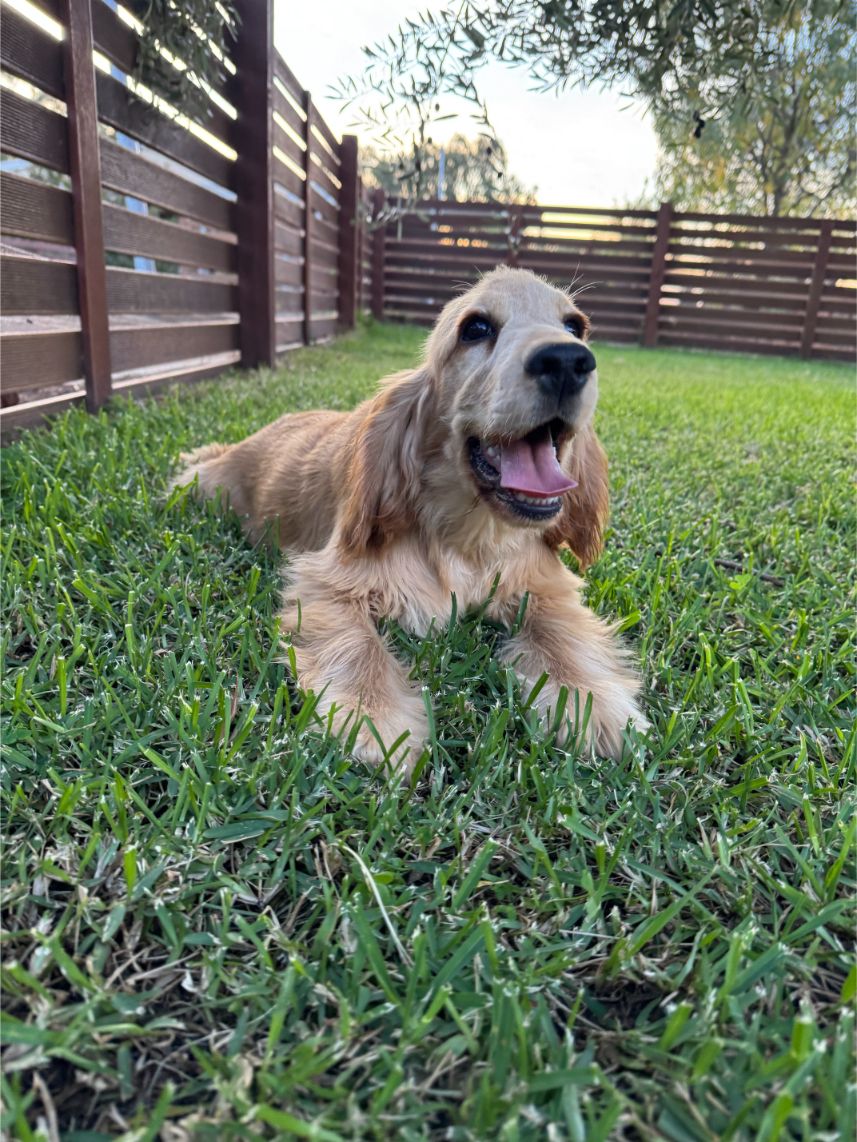 Cocker Spaniel Boy 1 | Domestic Animal | Ameys Puppies