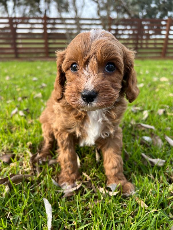 Cavoodle Puppies 7 | Domestic Animal | Ameys Puppies