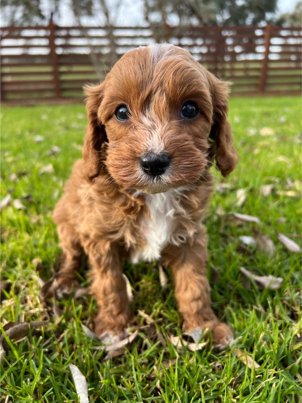 Cavoodle Puppies 7 | Domestic Animal | Ameys Puppies