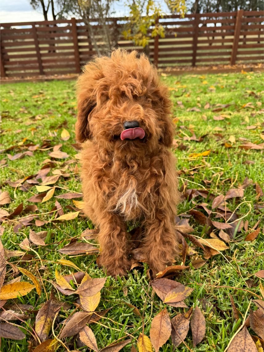 Cavoodle Puppies 7 | Domestic Animal | Ameys Puppies
