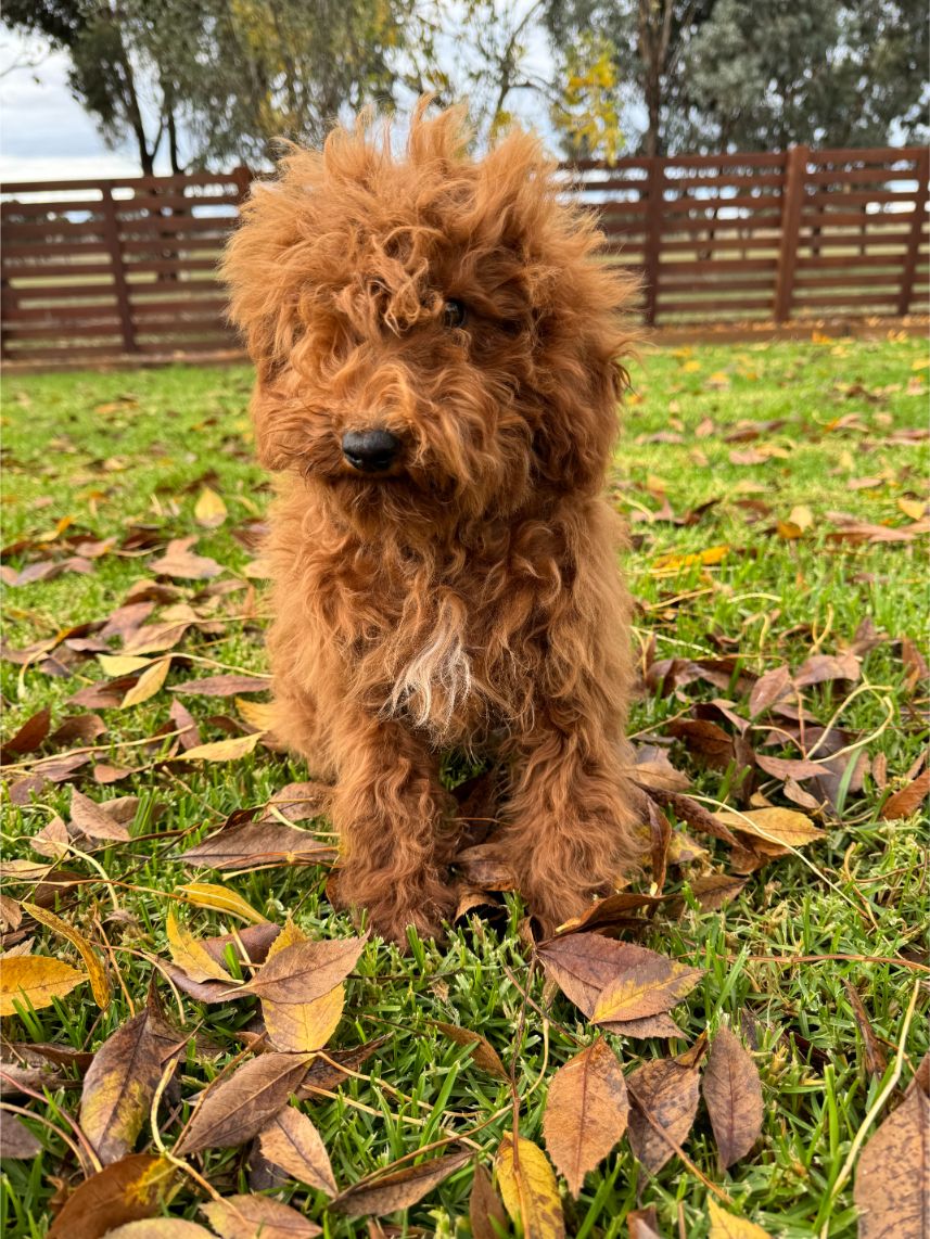 Cavoodle Puppies 7 | Domestic Animal | Ameys Puppies