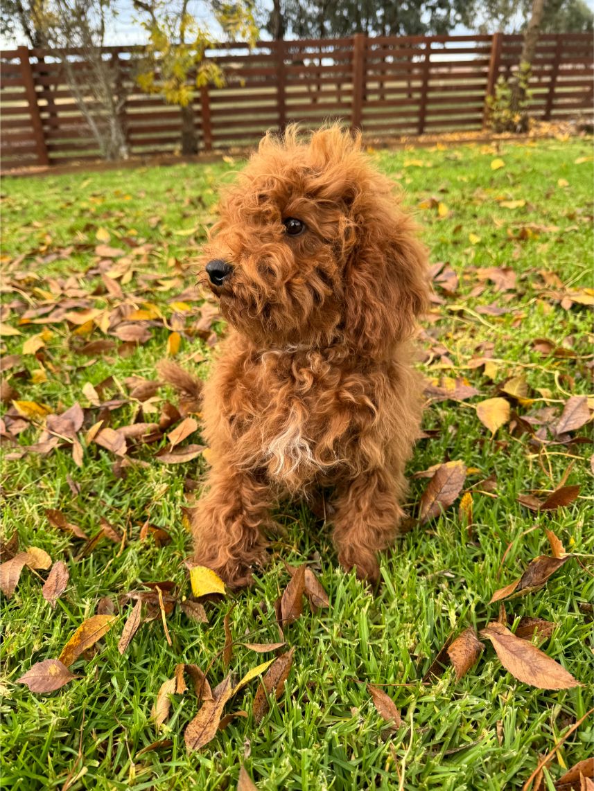 Cavoodle Puppies 7 | Domestic Animal | Ameys Puppies