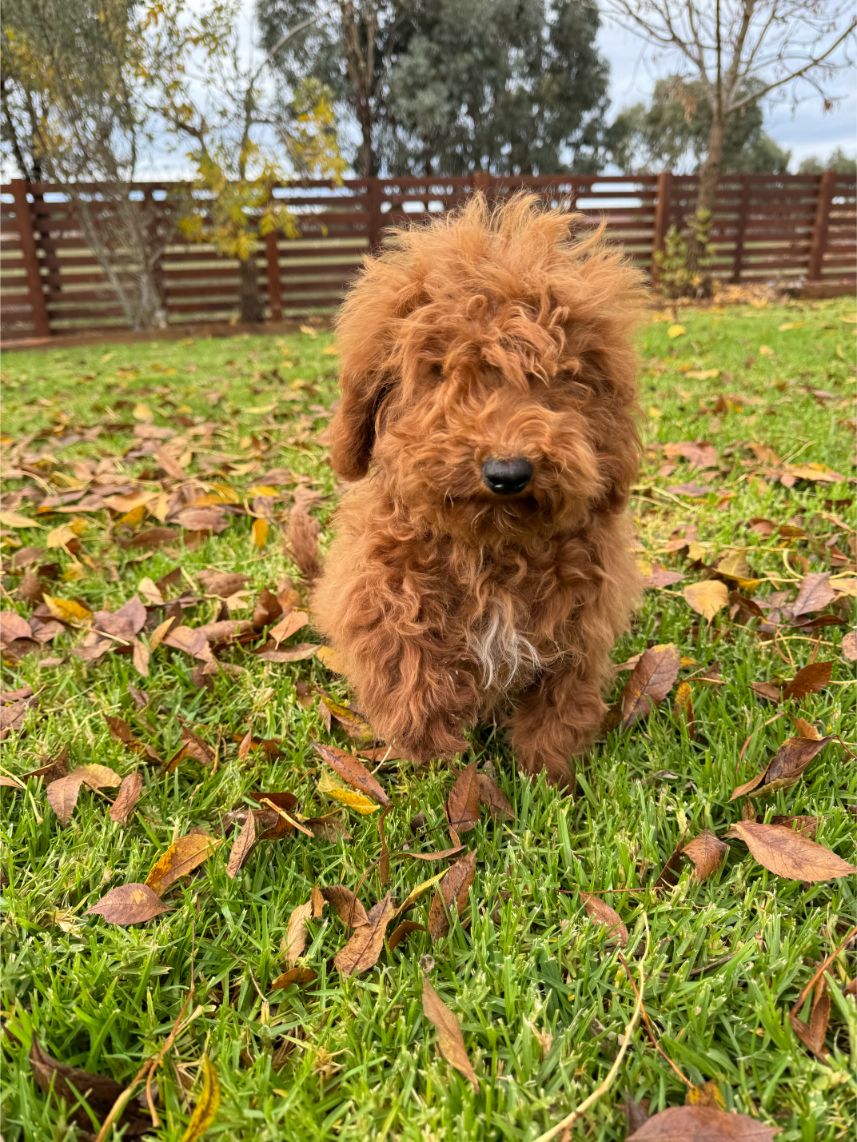 Cavoodle Puppies 7 | Domestic Animal | Ameys Puppies