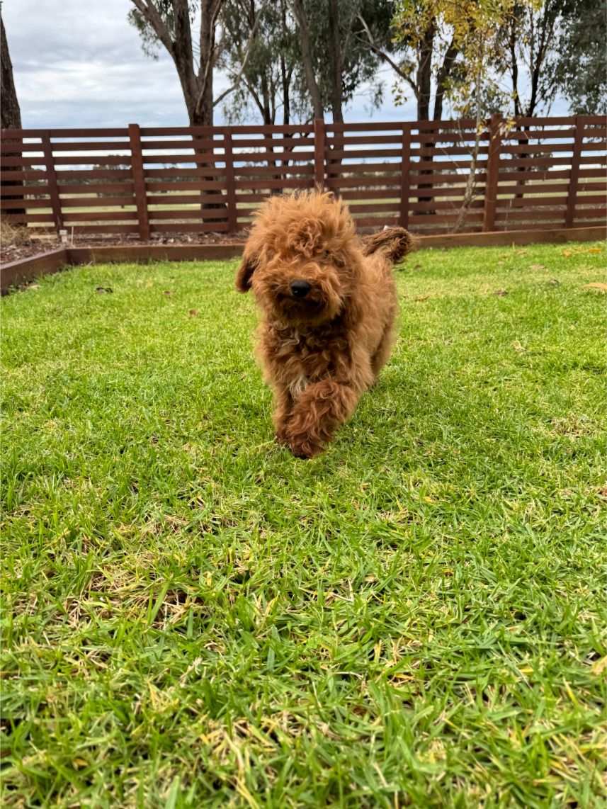 Cavoodle Puppies 7 | Domestic Animal | Ameys Puppies