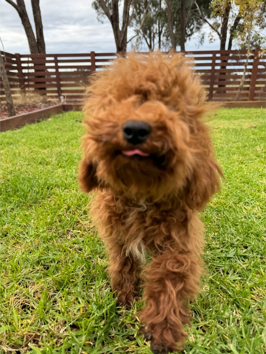 Cavoodle Puppies 7 | Domestic Animal | Ameys Puppies