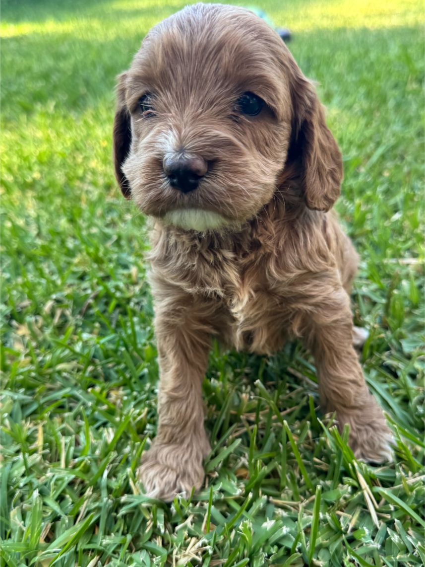 F1b Miniature Spoodle Girl 1 | Ameys Puppies
