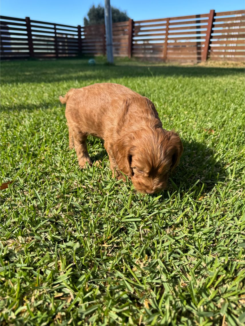 F1b Miniature Spoodle Girl 1 | Ameys Puppies