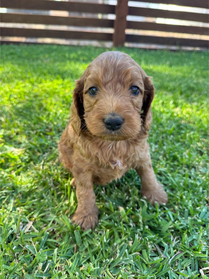 F1b Miniature Spoodle Girl 1 | Ameys Puppies