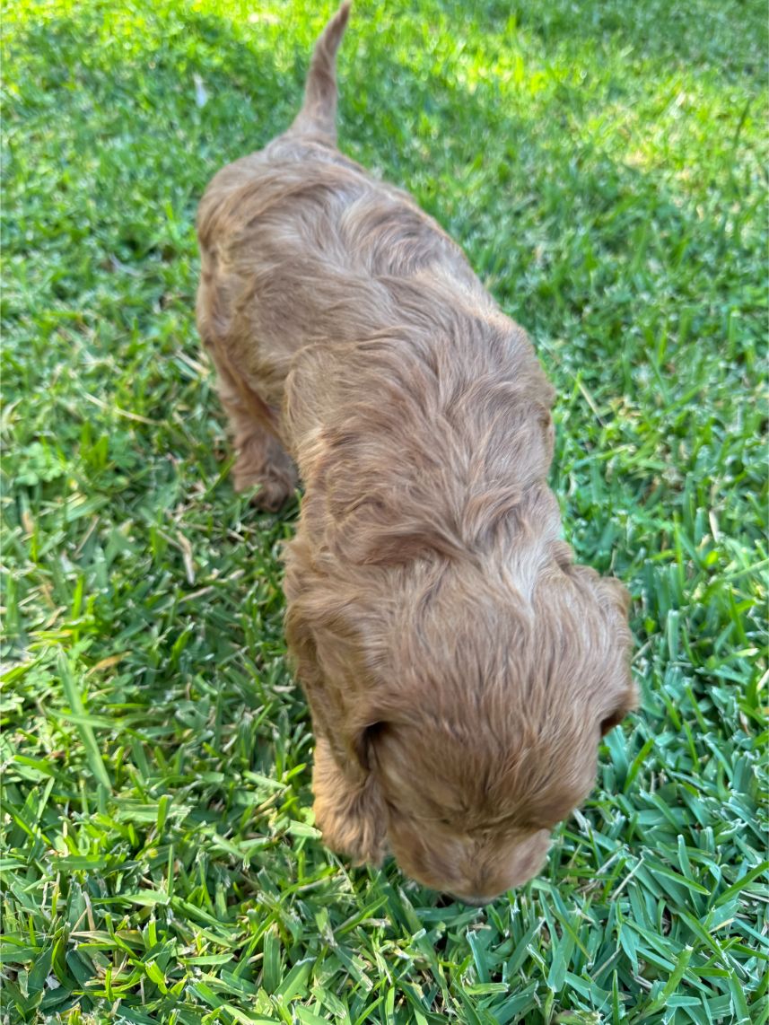 F1b Miniature Spoodle Girl 1 | Ameys Puppies