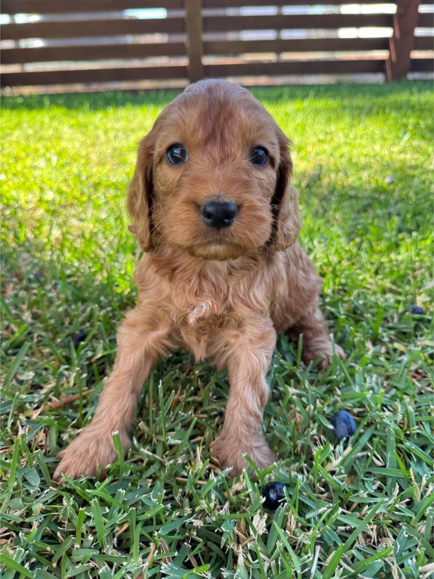 F1b Miniature Spoodle Girl 1 | Ameys Puppies