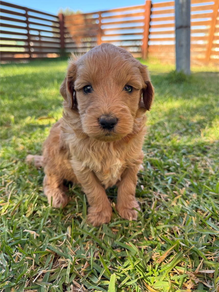 Groodle Puppies for Sale Melbourne | Amey's Puppies