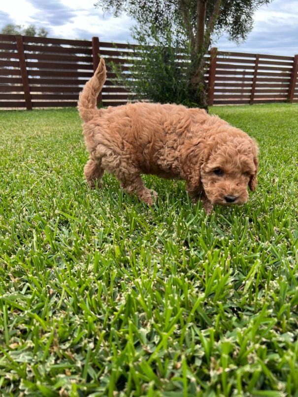 Medium Groodle Boy 5 | Domestic Animal | Ameys Puppies