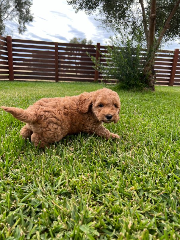 Medium Groodle Boy 5 | Domestic Animal | Ameys Puppies