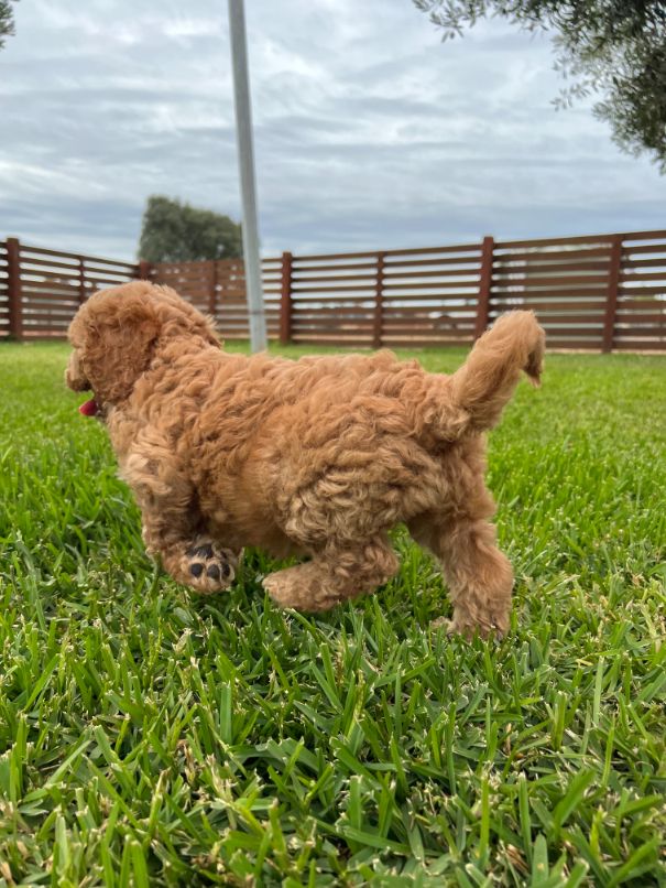 Medium Groodle Boy 5 | Domestic Animal | Ameys Puppies