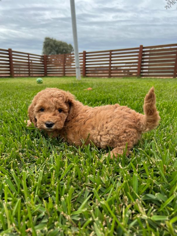 Medium Groodle Boy 5 | Domestic Animal | Ameys Puppies