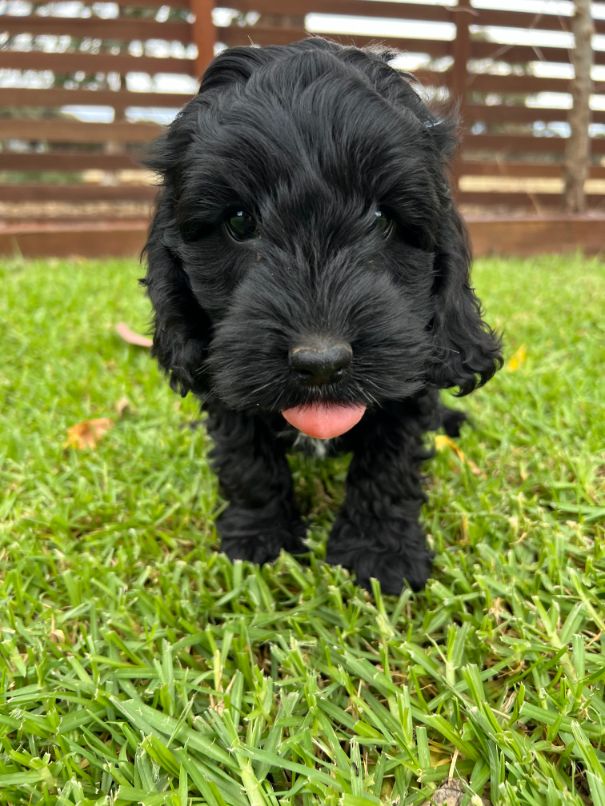 F1b Miniature Spoodle Girl 1 | Ameys Puppies
