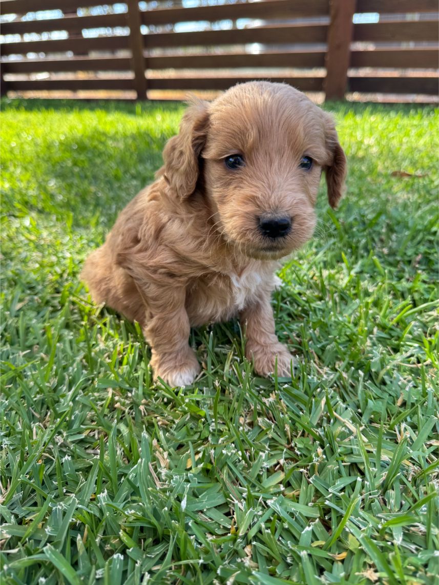 Groodle Puppies for Sale Melbourne | Amey's Puppies