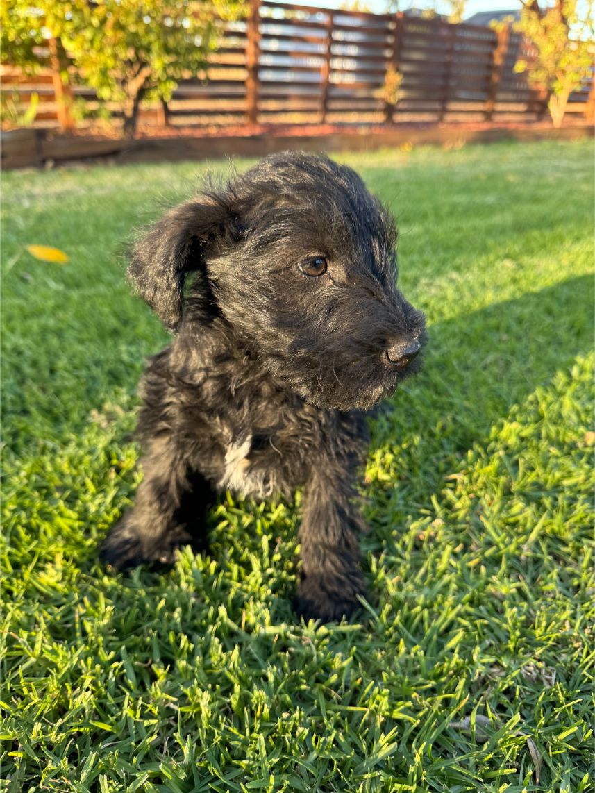 Schnoodle Puppies 5 | Domestic Animal | Ameys Puppies