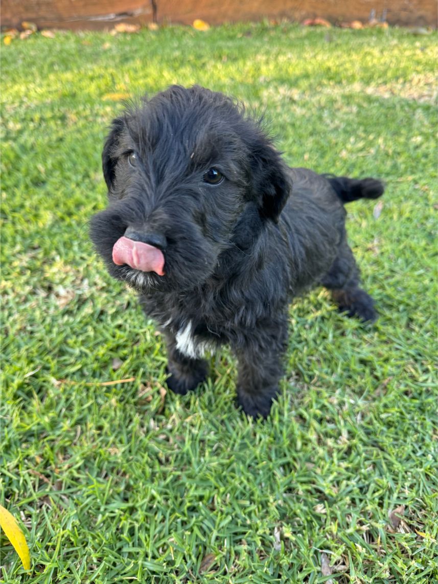 Schnoodle Puppies 5 | Domestic Animal | Ameys Puppies
