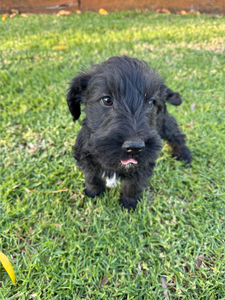 Schnoodle Puppies 5 | Domestic Animal | Ameys Puppies