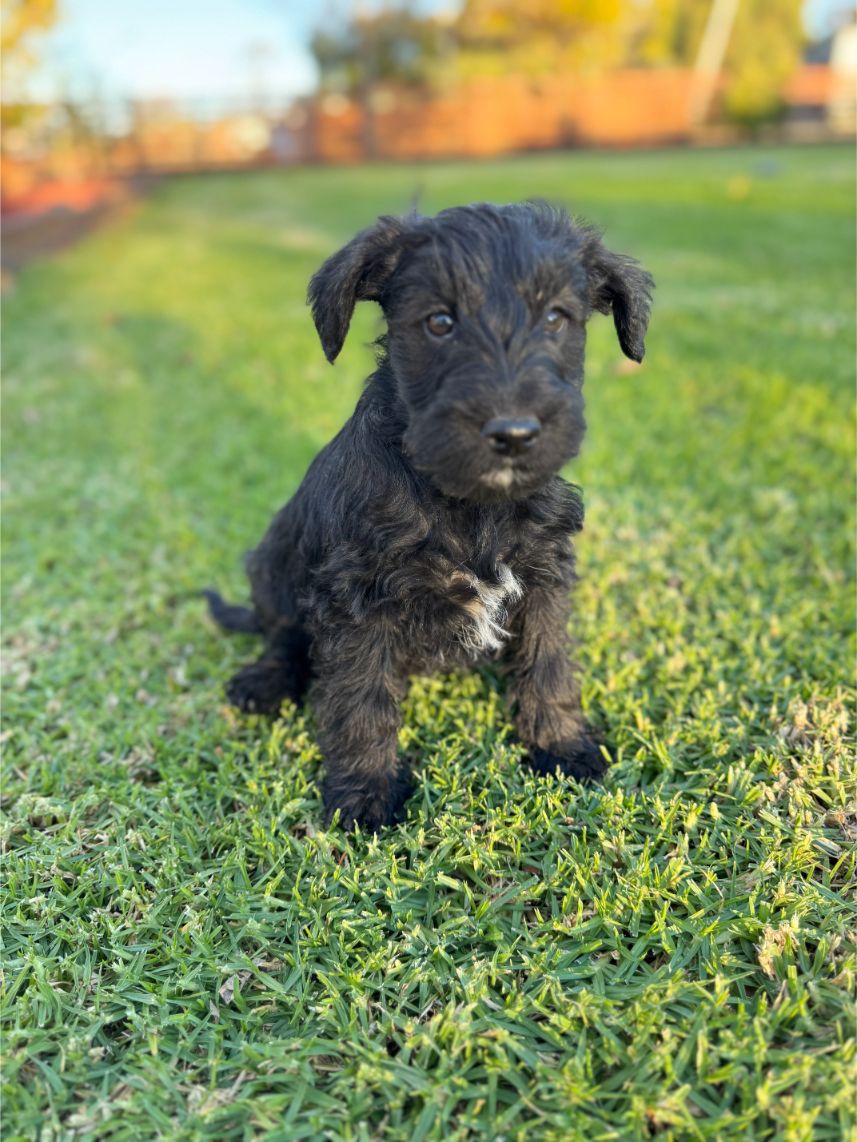 Schnoodle Puppies 5 | Domestic Animal | Ameys Puppies