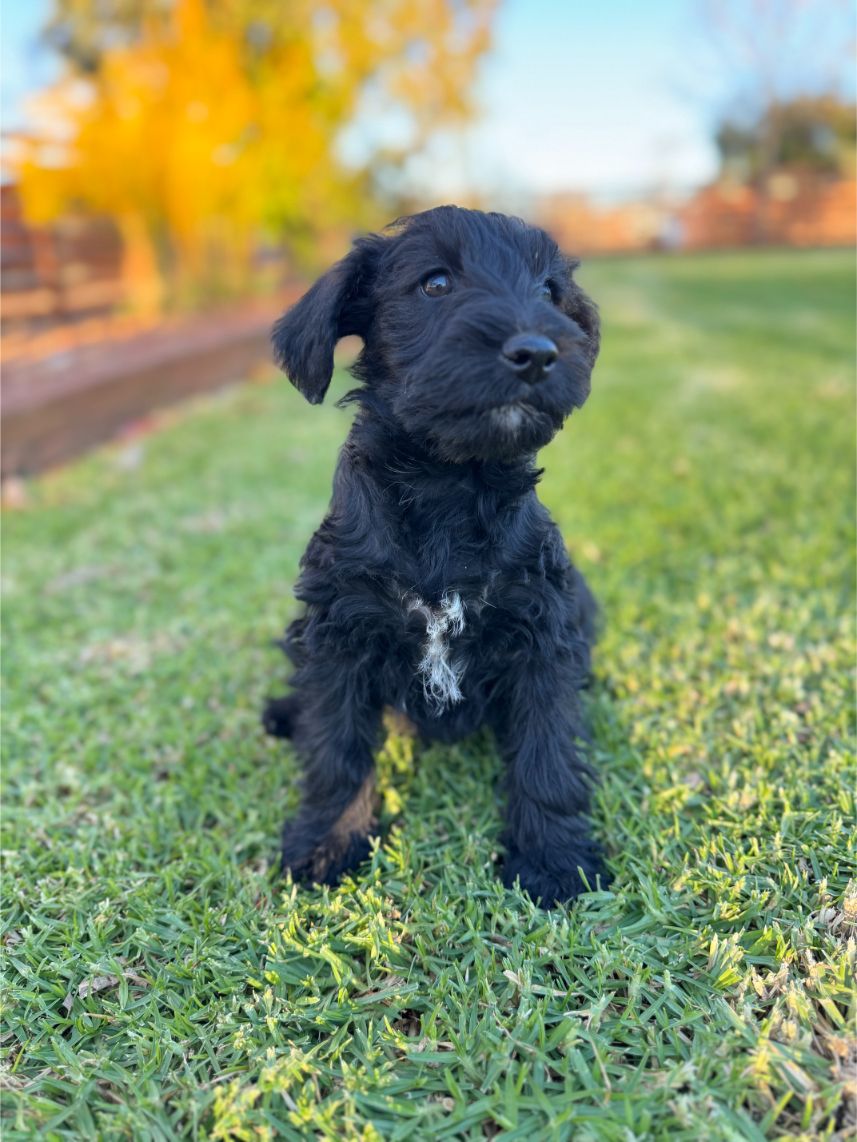 Schnoodle Puppies 5 | Domestic Animal | Ameys Puppies