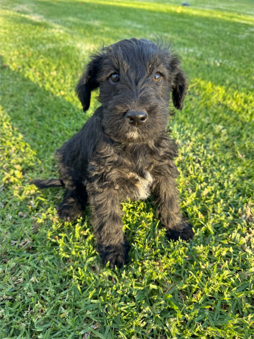 Schnoodle Puppies 5 | Domestic Animal | Ameys Puppies