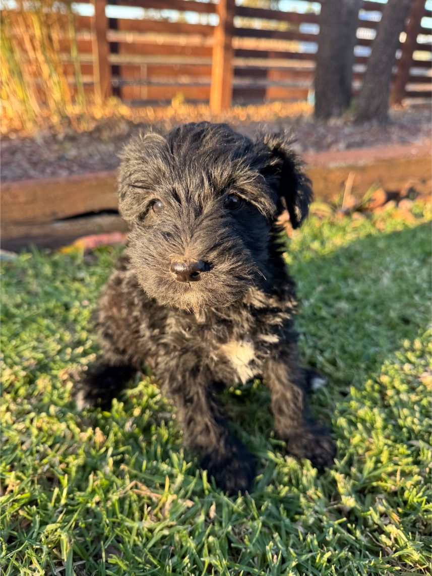 Schnoodle Puppies 5 | Domestic Animal | Ameys Puppies