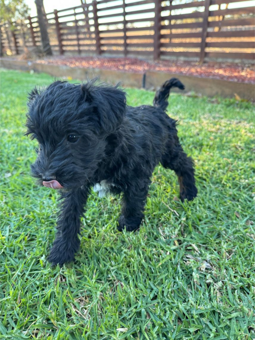 Schnoodle Puppies 5 | Domestic Animal | Ameys Puppies