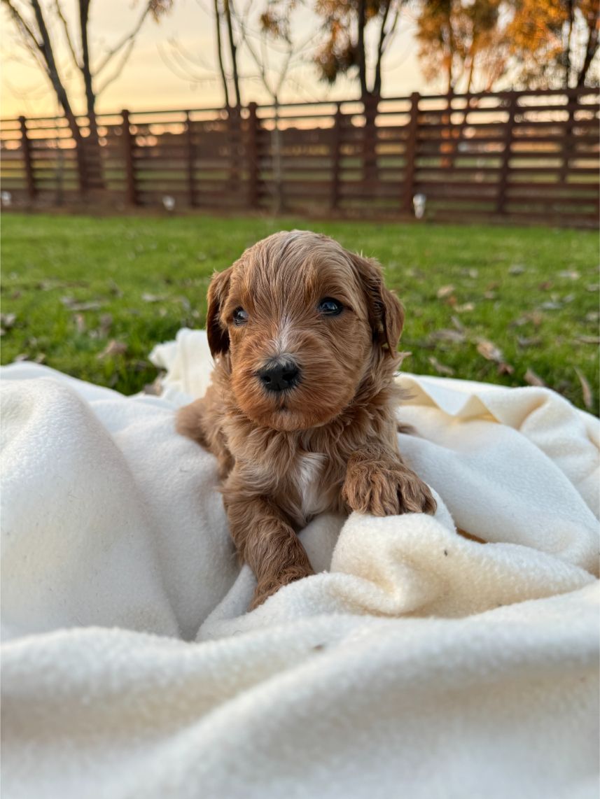 Groodle Puppies for Sale Melbourne | Amey's Puppies