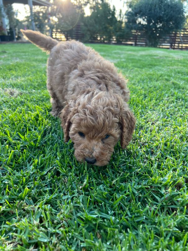 Medium Groodle Boy 5 | Domestic Animal | Ameys Puppies