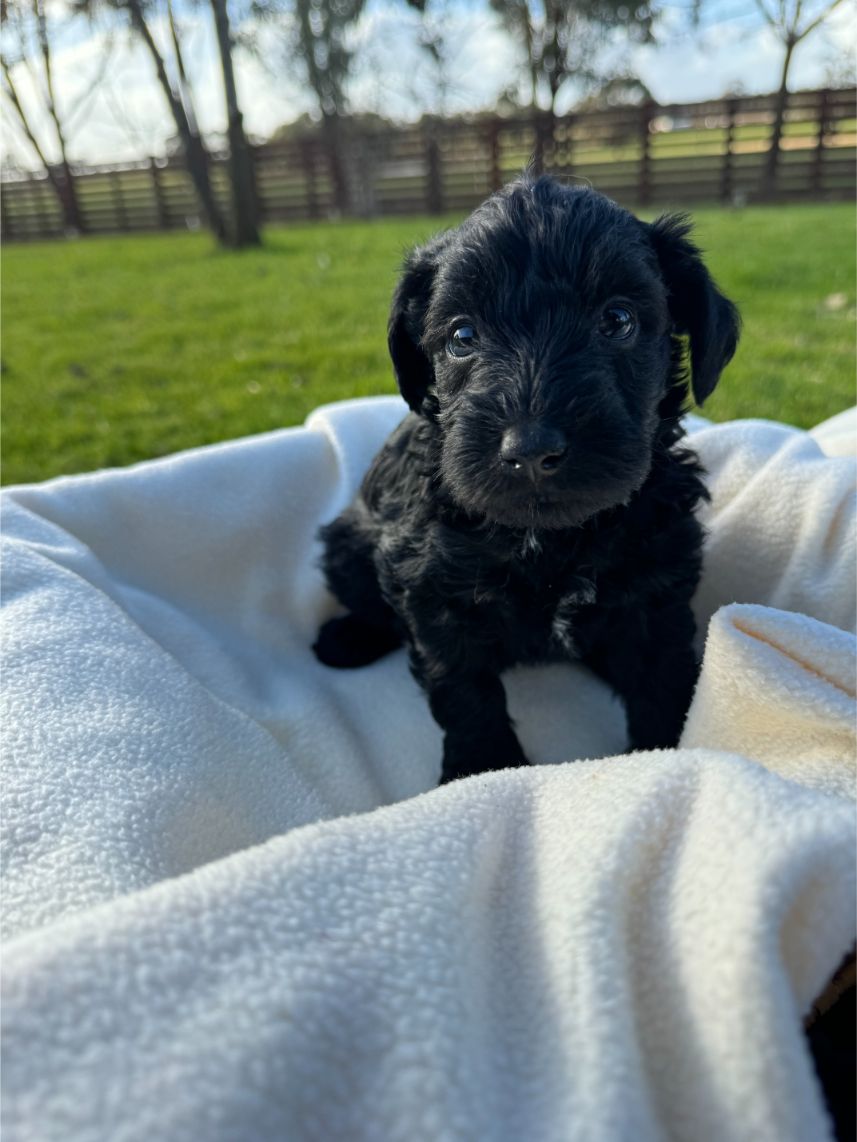 Schnoodle Puppies 5 | Domestic Animal | Ameys Puppies