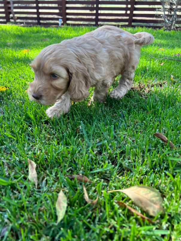F1b Miniature Spoodle Girl 1 | Ameys Puppies