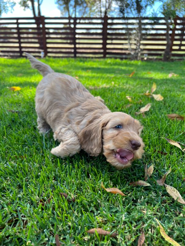F1b Miniature Spoodle Girl 1 | Ameys Puppies