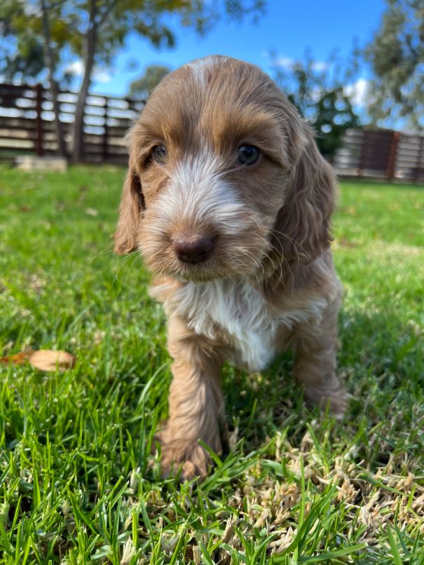 F1b Miniature Spoodle Girl 1 | Ameys Puppies
