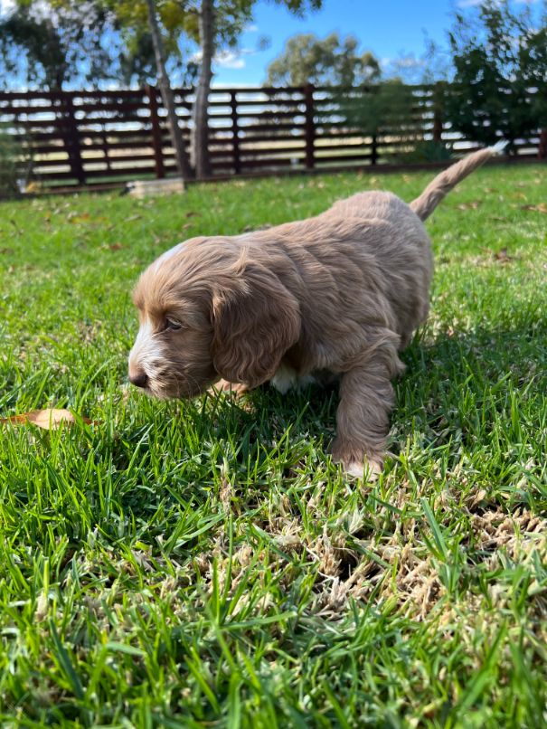 F1b Miniature Spoodle Girl 1 | Ameys Puppies
