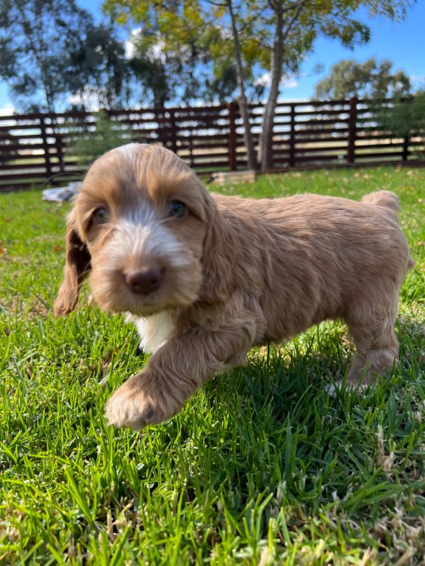 F1b Miniature Spoodle Girl 1 | Ameys Puppies
