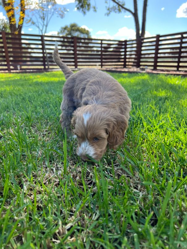F1b Miniature Spoodle Girl 1 | Ameys Puppies