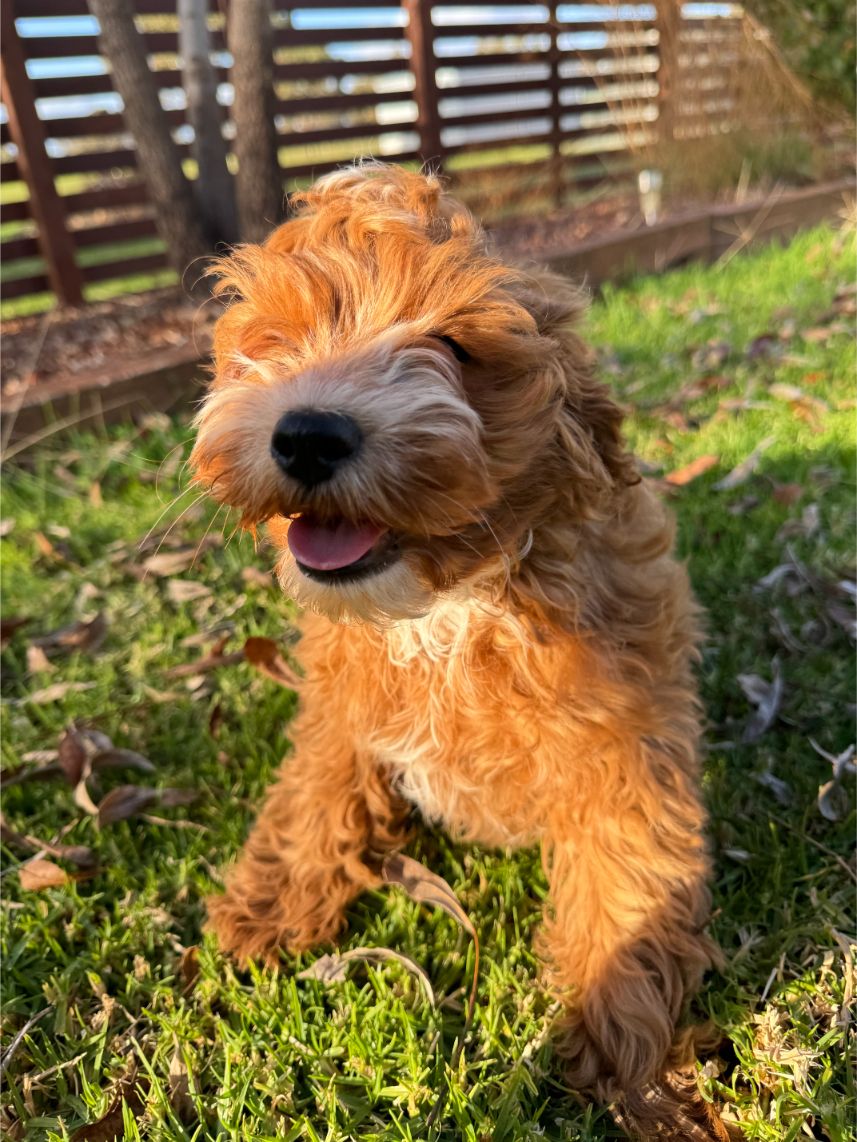 Cavoodle Puppies 7 | Domestic Animal | Ameys Puppies