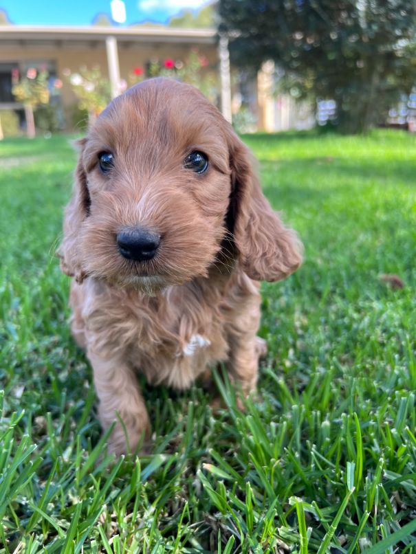 F1b Miniature Spoodle Girl 1 | Ameys Puppies