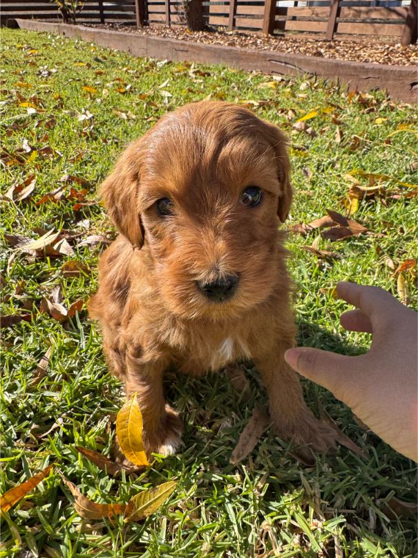 Medium Groodle Boy 5 | Domestic Animal | Ameys Puppies