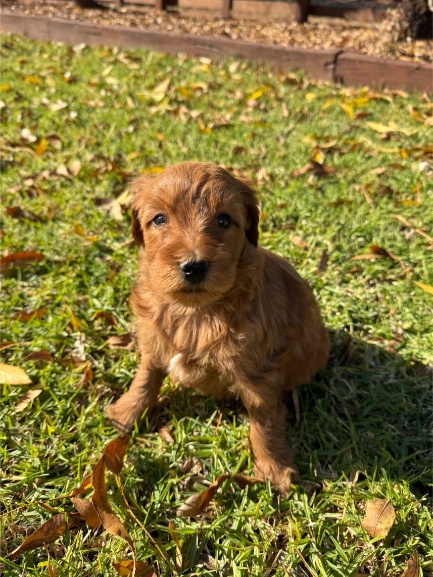Medium Groodle Boy 5 | Domestic Animal | Ameys Puppies